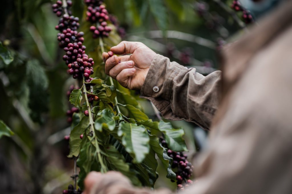 Joshua Jones: The Three Corner Coffee Ethical Coffee Pioneer - Cambodia ...